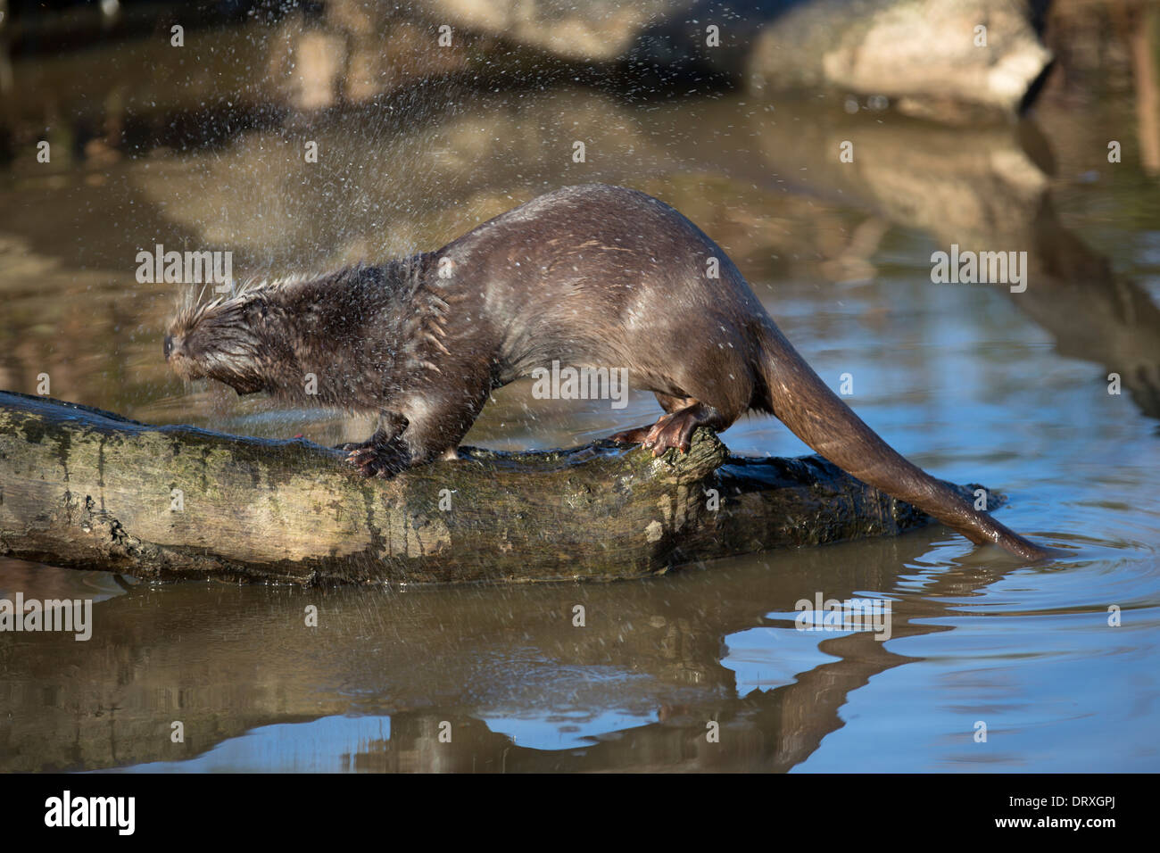 Webbed feet otter hi-res stock photography and images - Alamy