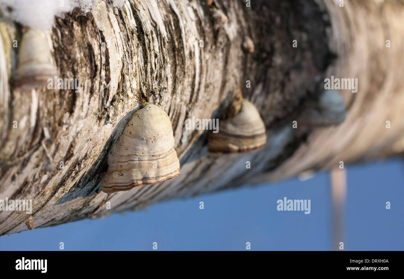 Toadstool Birch High Resolution Stock Photography and Images - Alamy