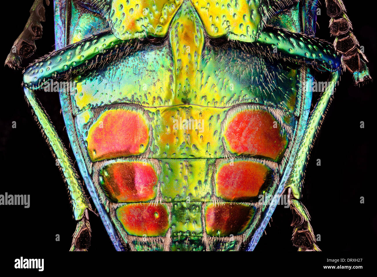 Polybothris sumptuosa gema:view of the chest Stock Photo - Alamy