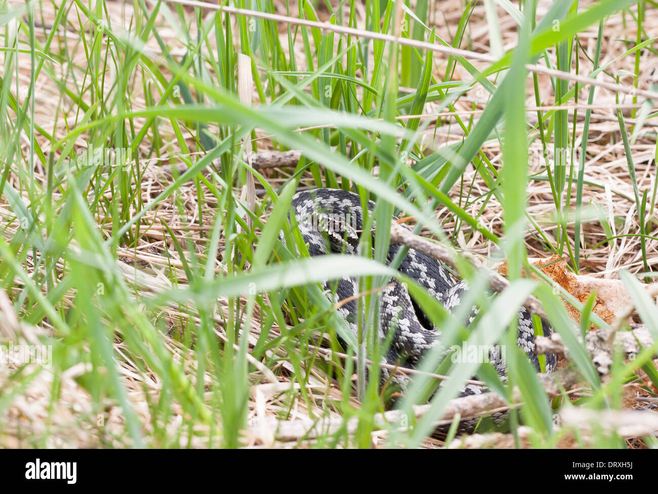 Grey and black variegated Common adder or viper on grass Stock Photo ...