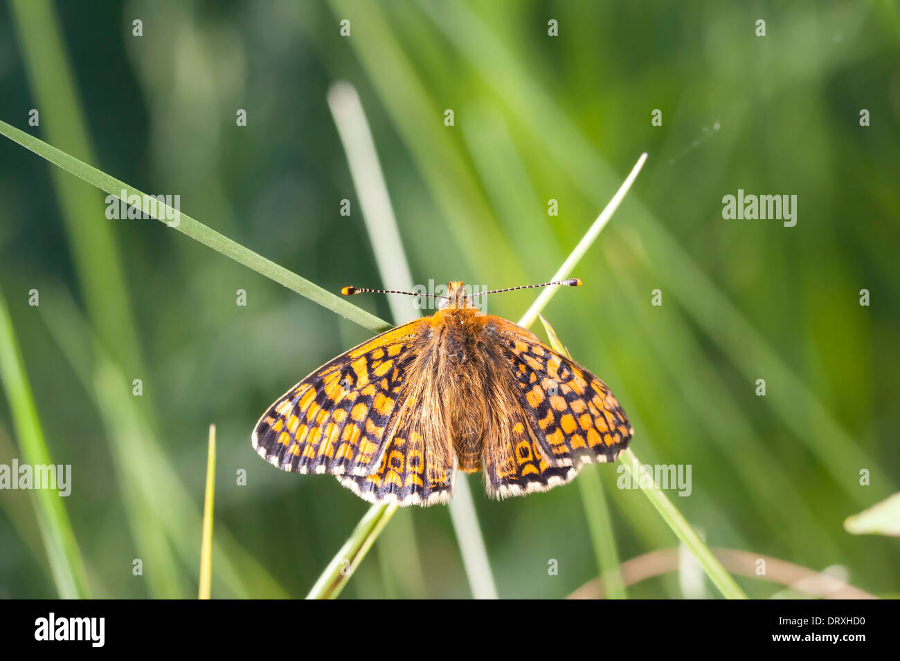 Brown and white variegated butterfly on a plant in summer Stock Photo ...