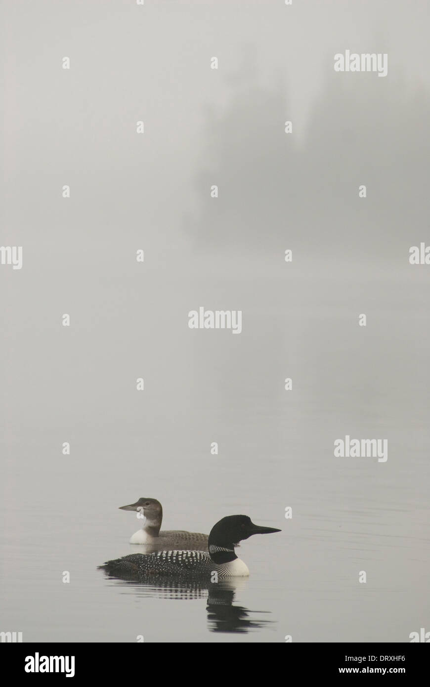 Common loon pair swimming in a foggy lake Stock Photo - Alamy