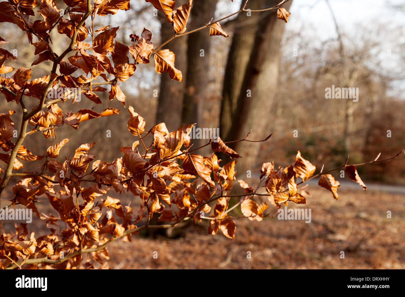 Beech trees winter leaves hi-res stock photography and images - Alamy