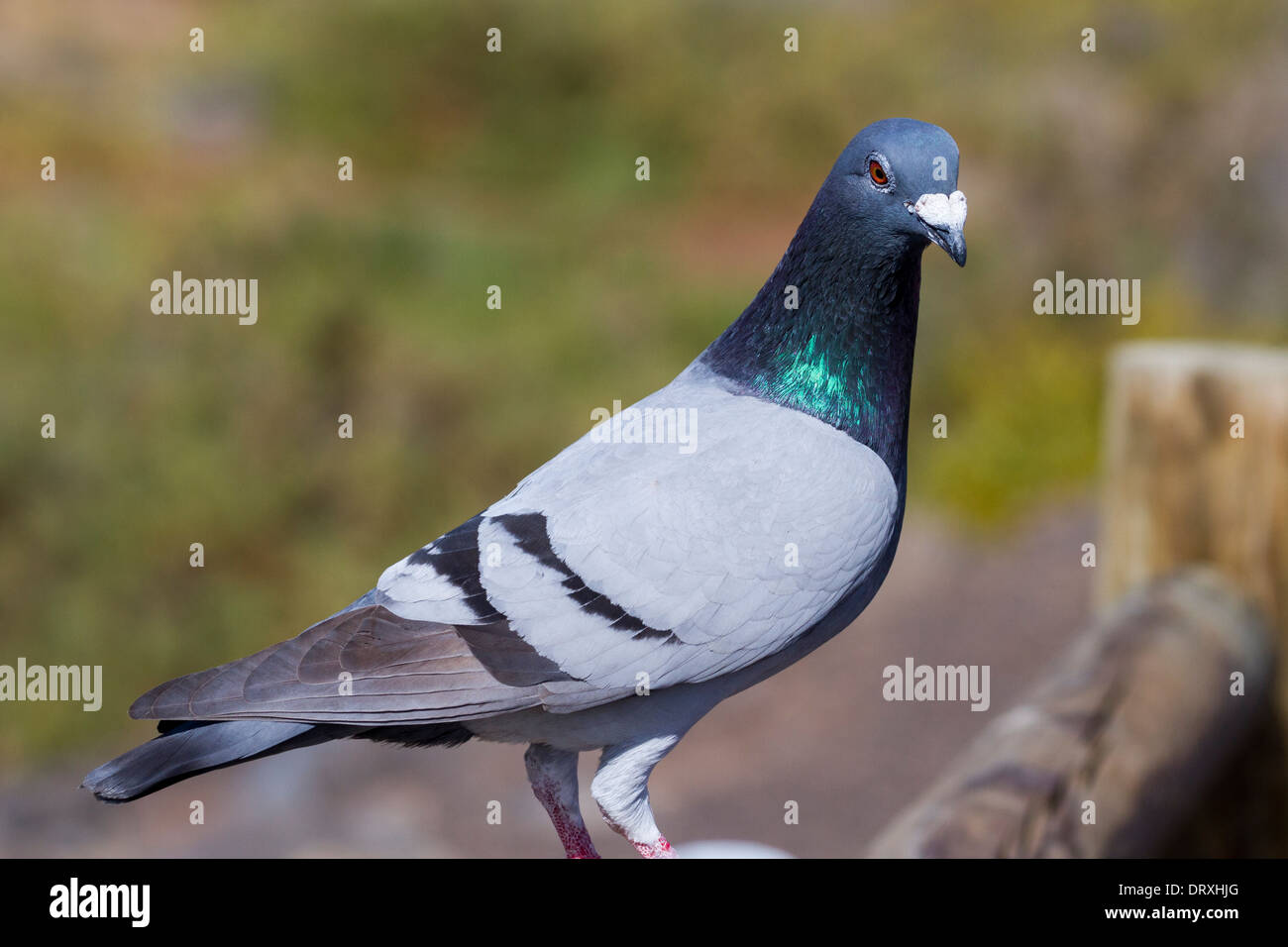 Beautiful pigeon hi-res stock photography and images - Alamy