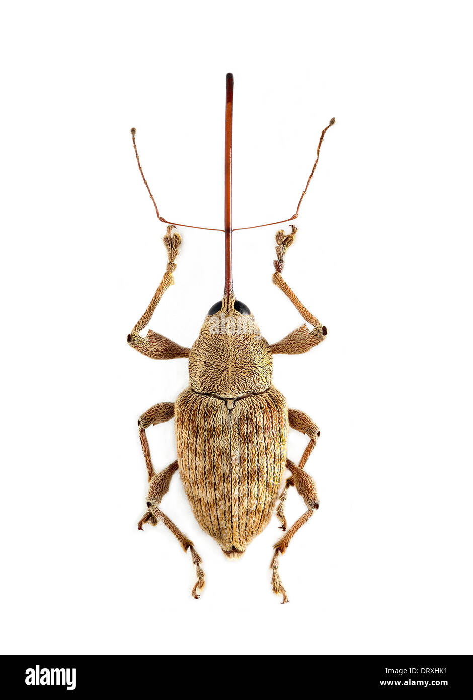 Curculio:view on a withe background Stock Photo - Alamy