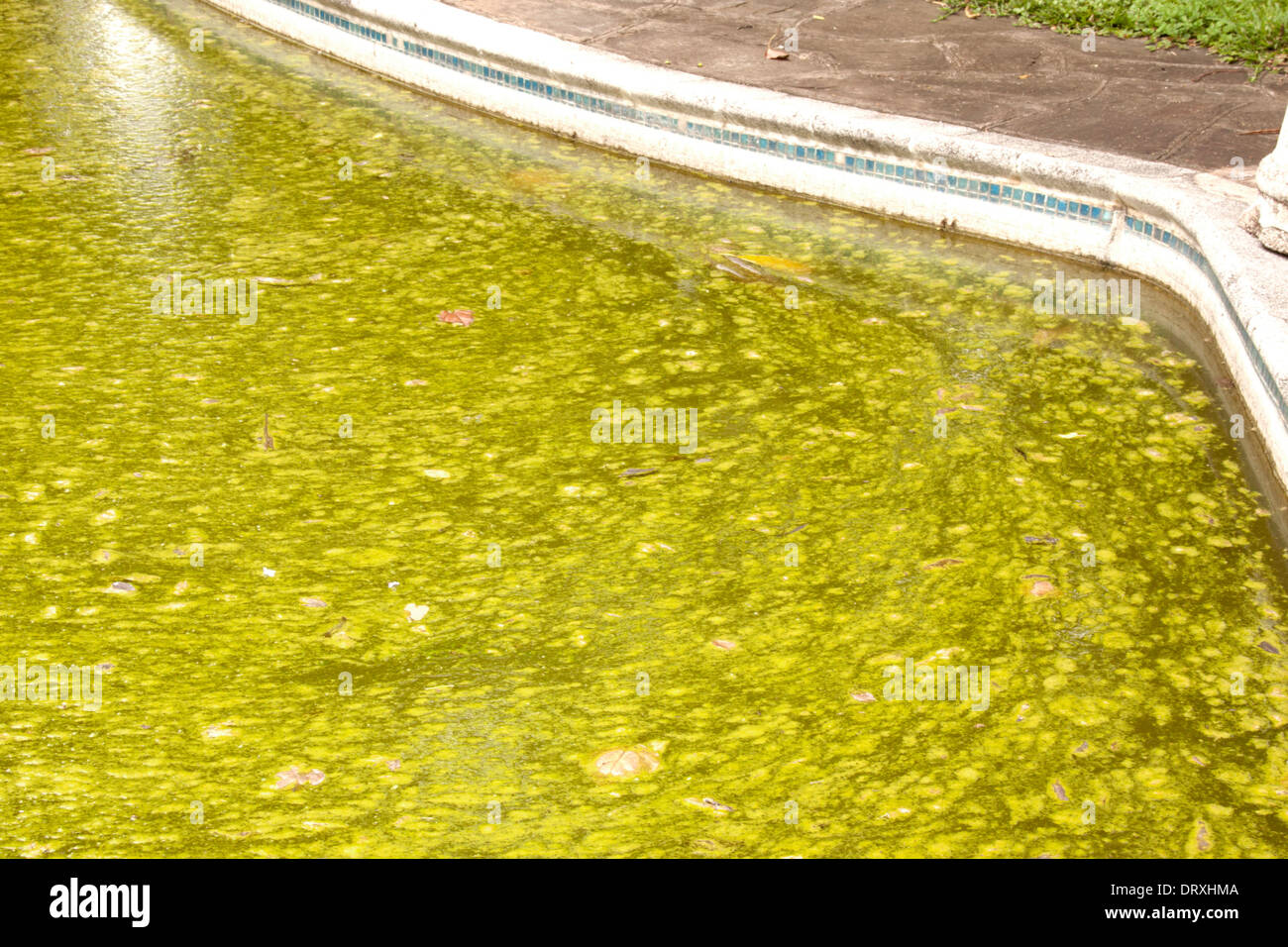 neglected algae infested green slim swimming pool Stock Photo - Alamy
