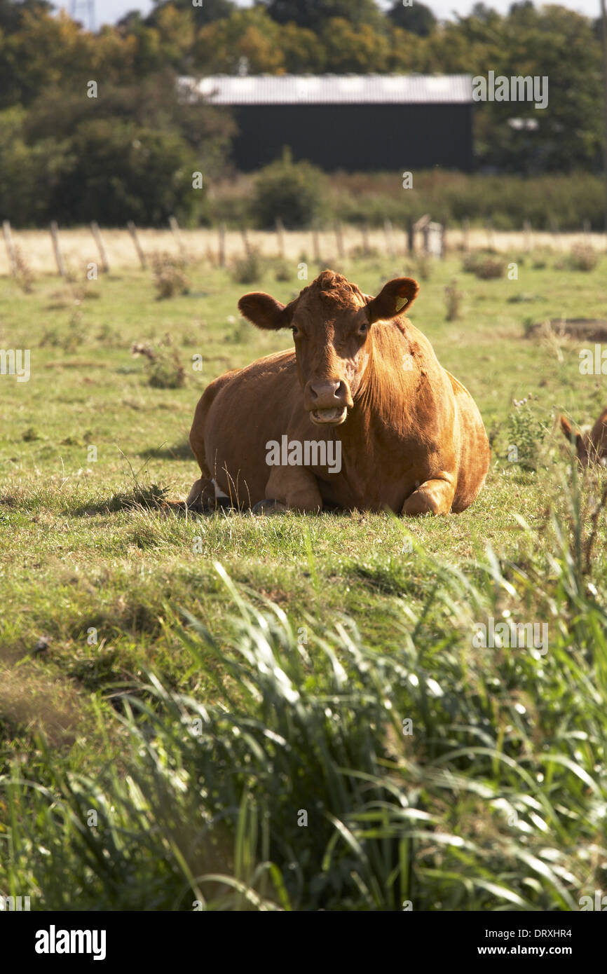 Field of cows Stock Photo - Alamy