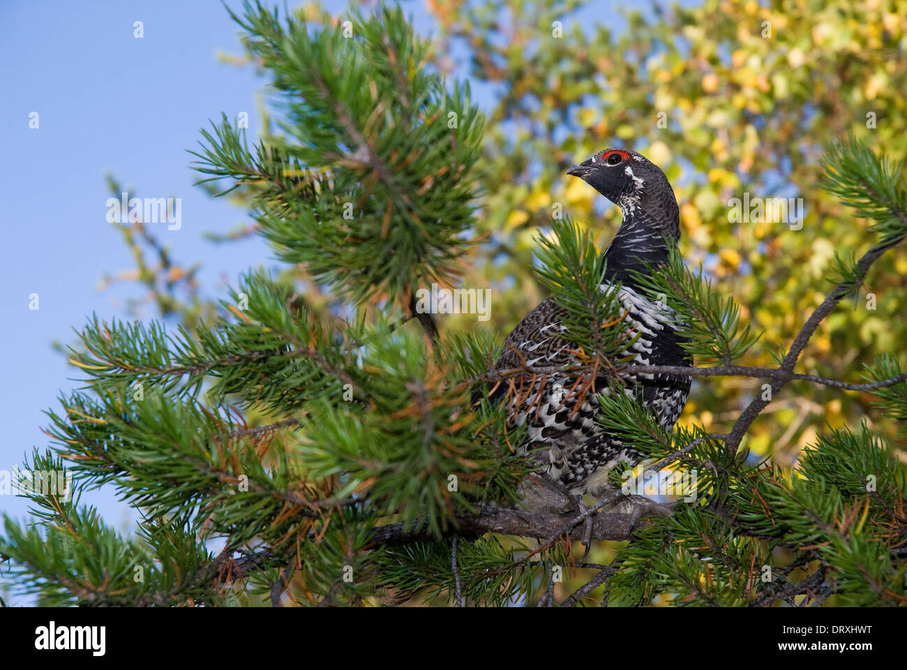 Grouse in a tree hi-res stock photography and images - Alamy