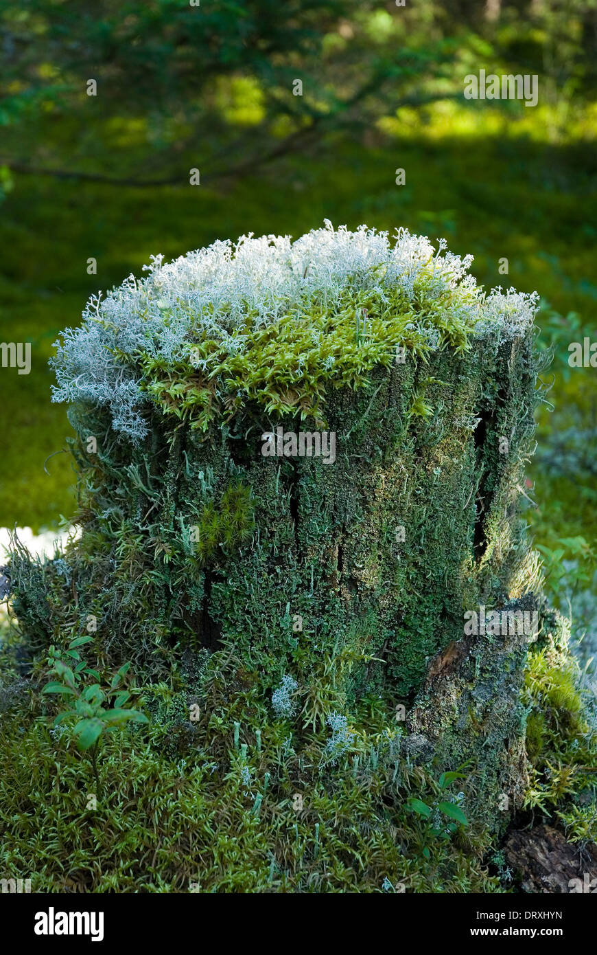 Lichen grows on a old tree stump in the forest Stock Photo - Alamy