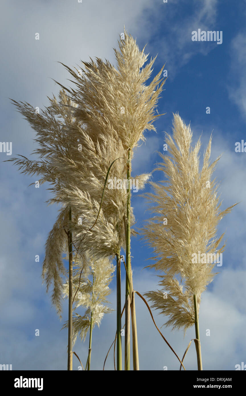 Panicle like inflorescences hi-res stock photography and images - Alamy