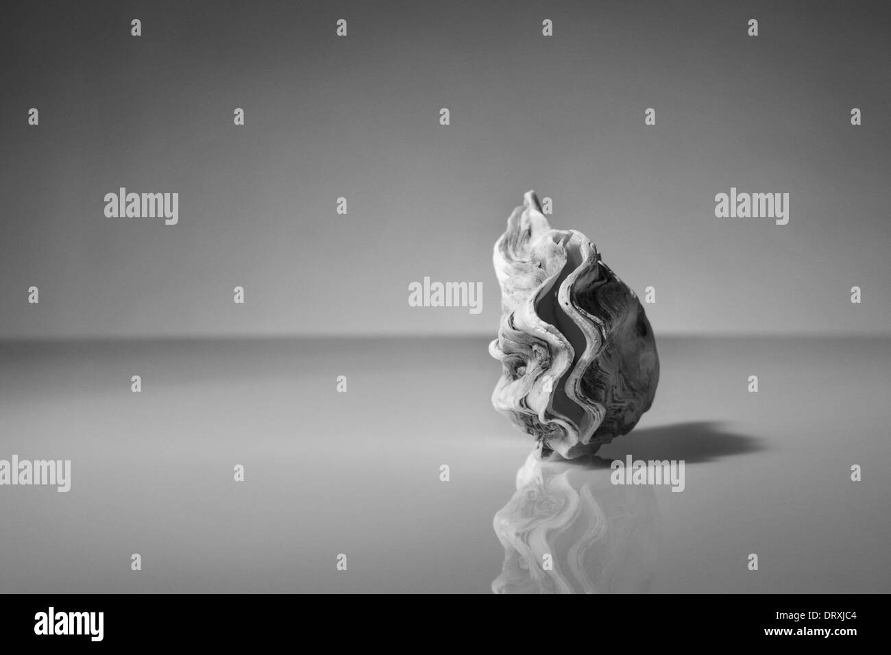 Small shellfish Black and White Stock Photos & Images - Alamy
