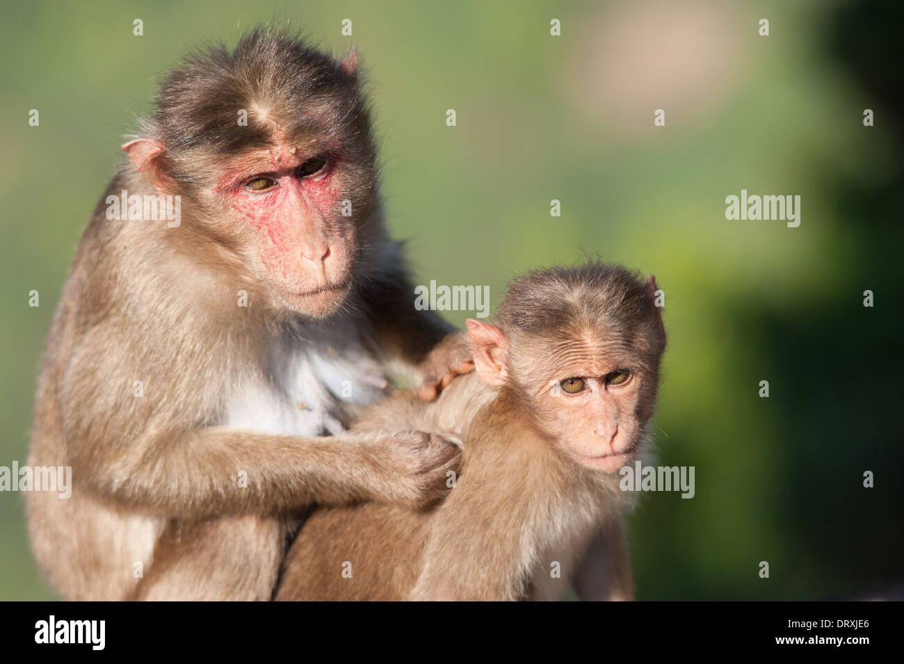 Mahabaleshwar hi-res stock photography and images - Alamy