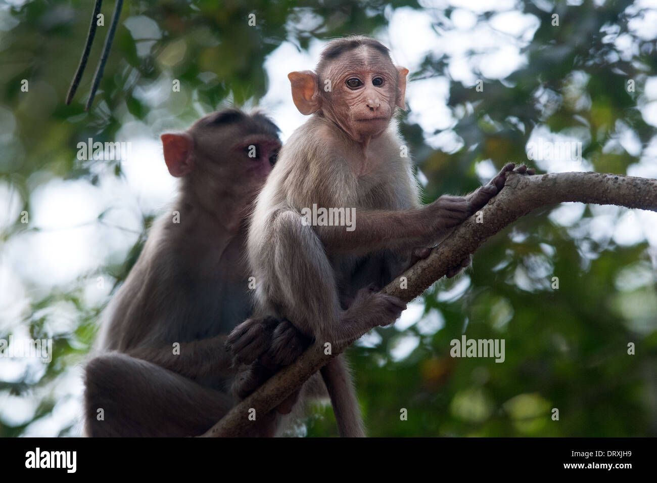 Monkeys along the roadside in Sanjay Gandhi National Park, Borivalli ...