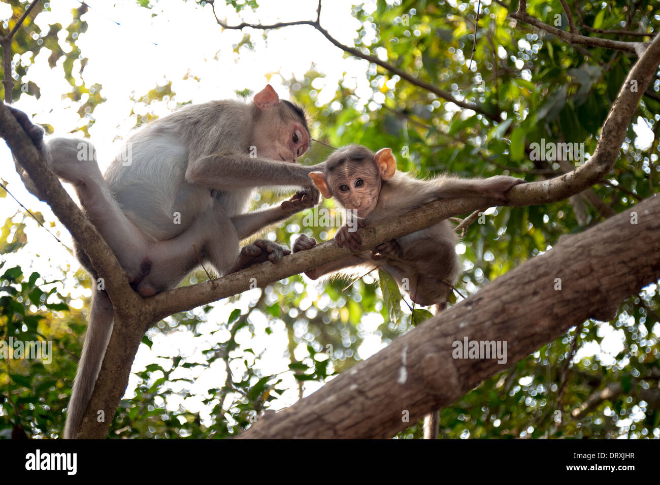 Monkeys along the roadside in Sanjay Gandhi National Park, Borivalli ...