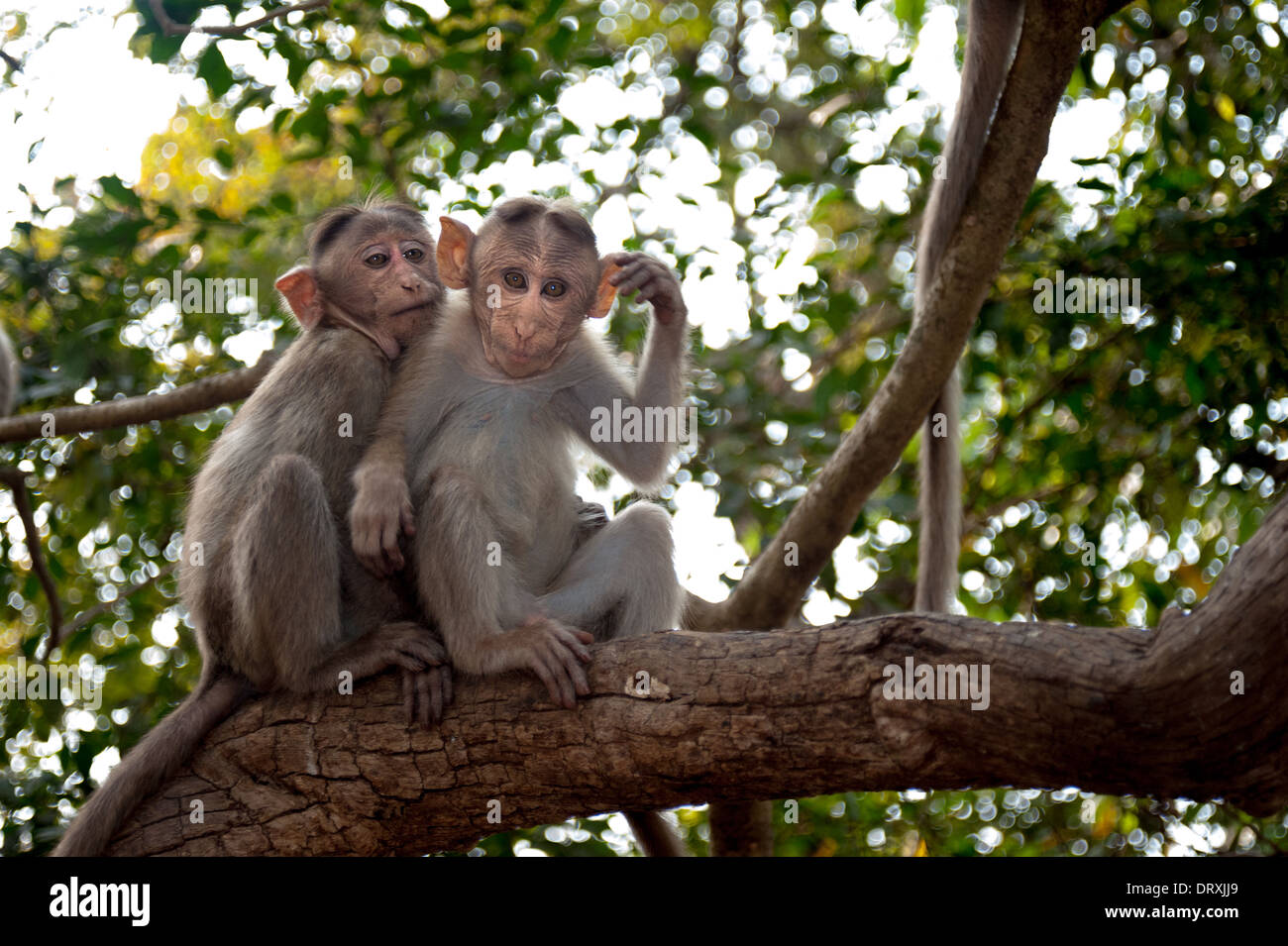 Sanjay gandhi national park hi-res stock photography and images - Alamy