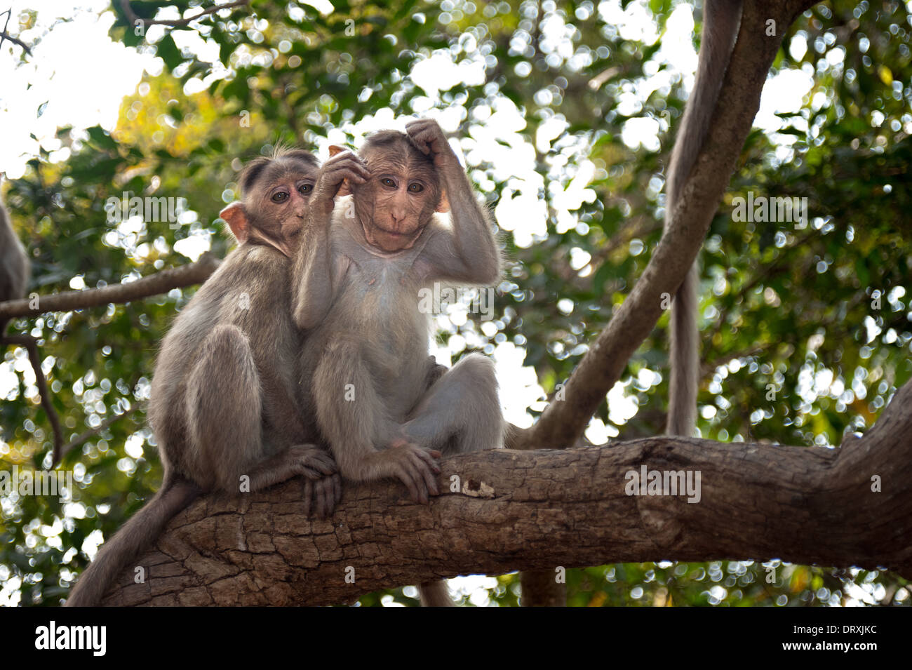 Monkeys along the roadside in Sanjay Gandhi National Park, Borivalli ...