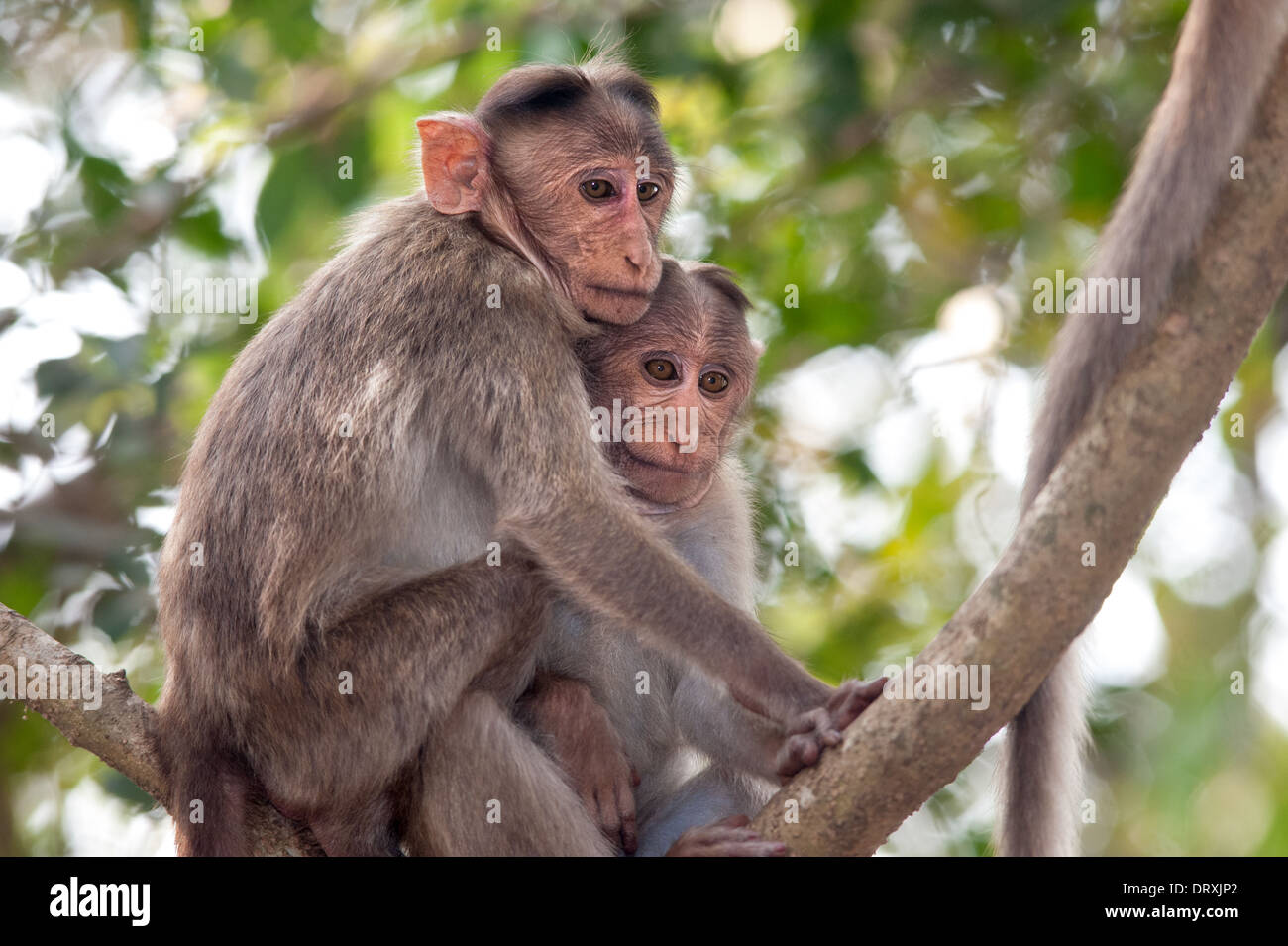 Monkeys along the roadside in Sanjay Gandhi National Park, Borivalli ...