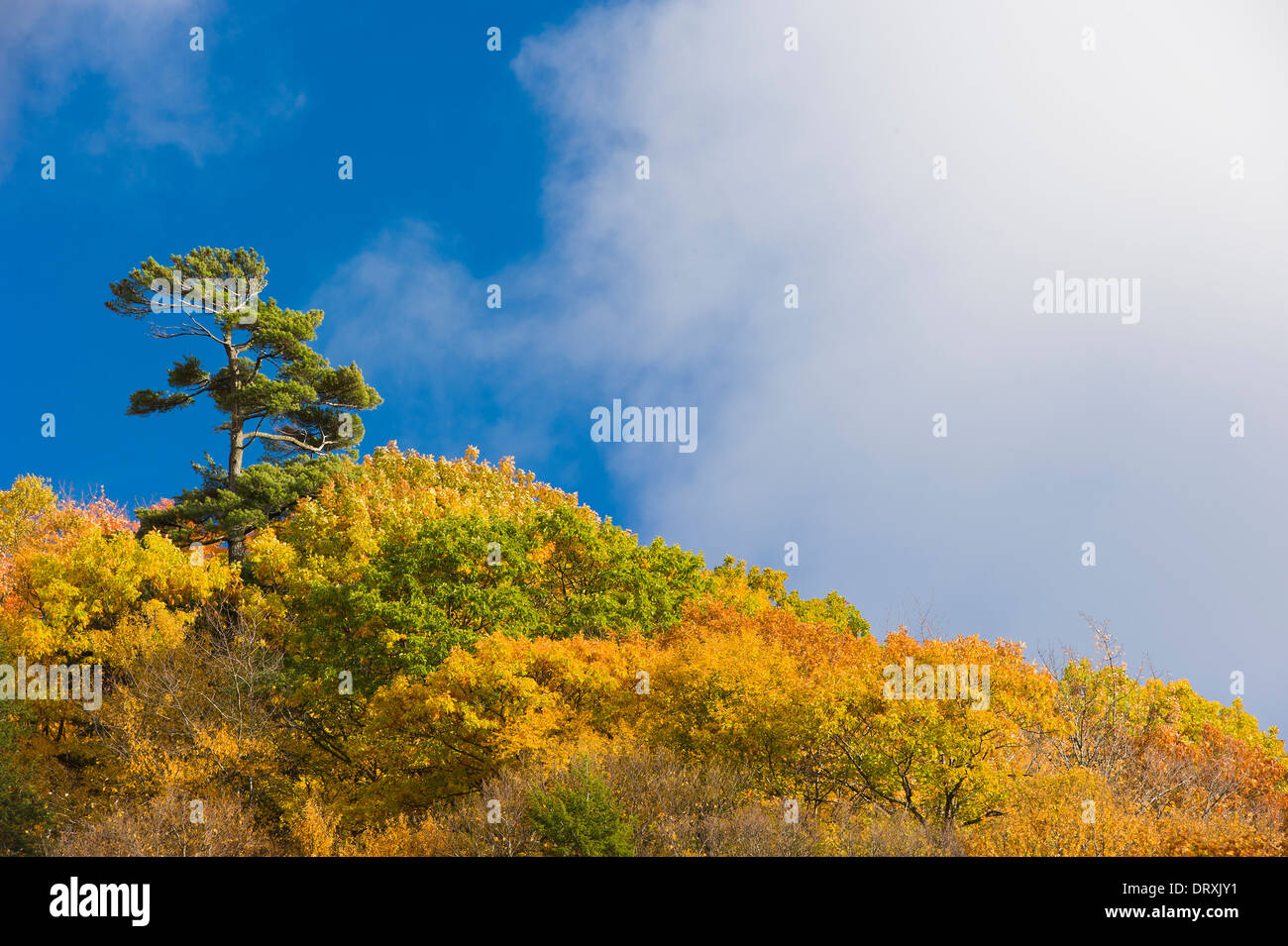Tree at the top of a hill hi-res stock photography and images - Alamy