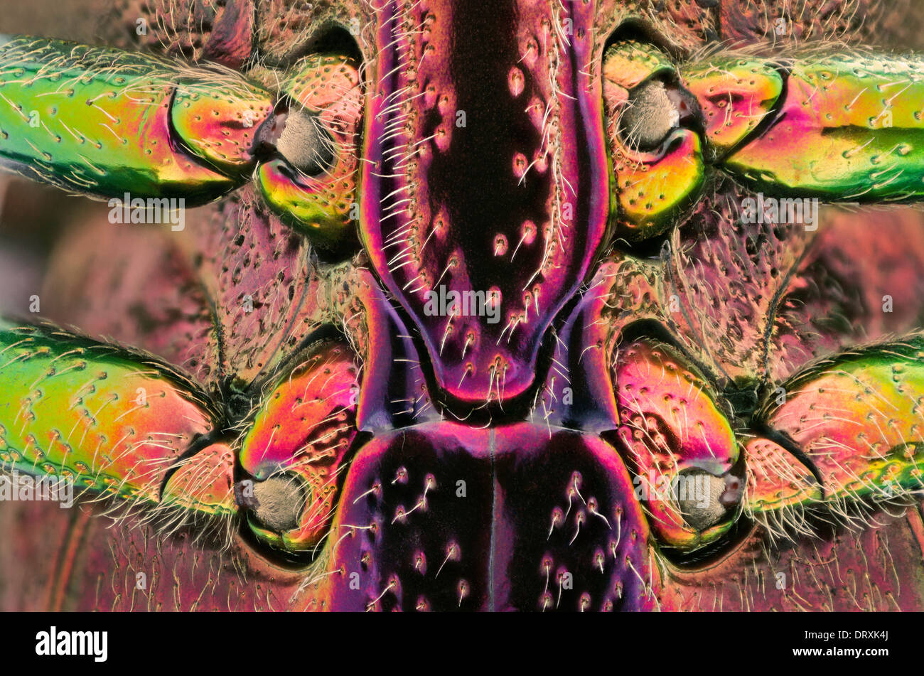 Polybothris hi-res stock photography and images - Alamy