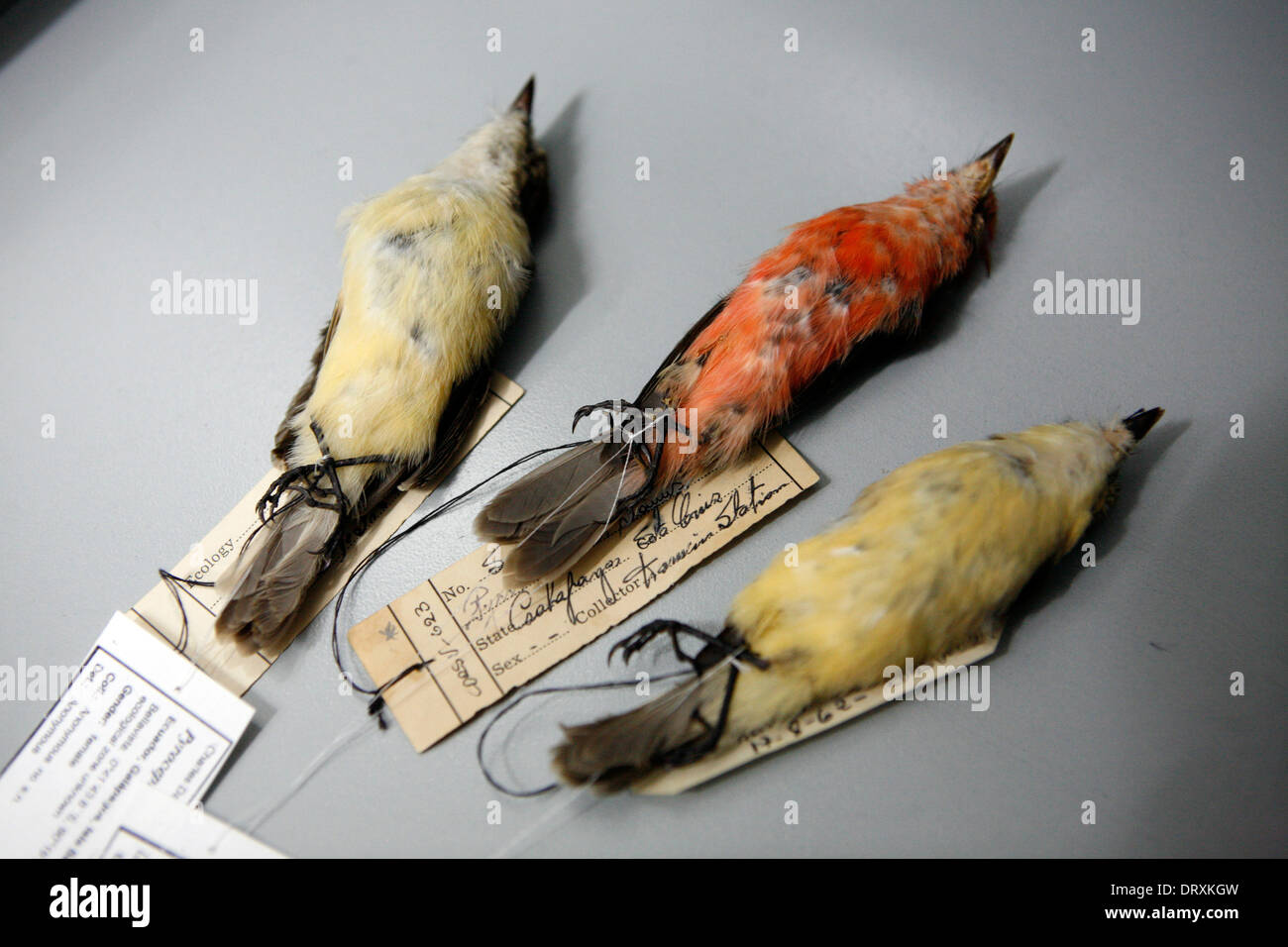 Charles darwin finches hi-res stock photography and images - Alamy
