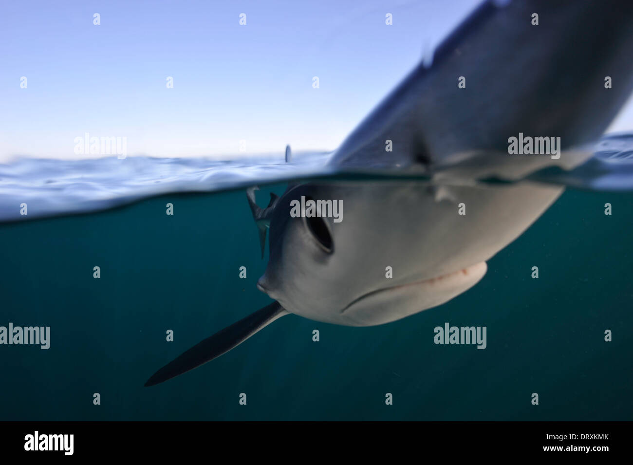 Epipelagic shark hi-res stock photography and images - Alamy