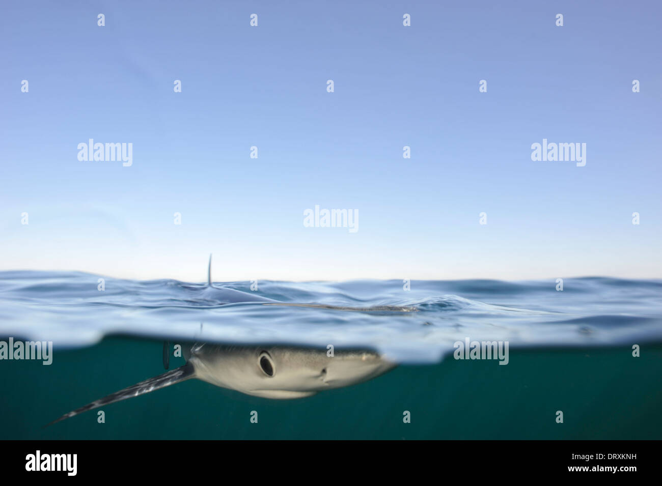 Epipelagic shark hi-res stock photography and images - Alamy