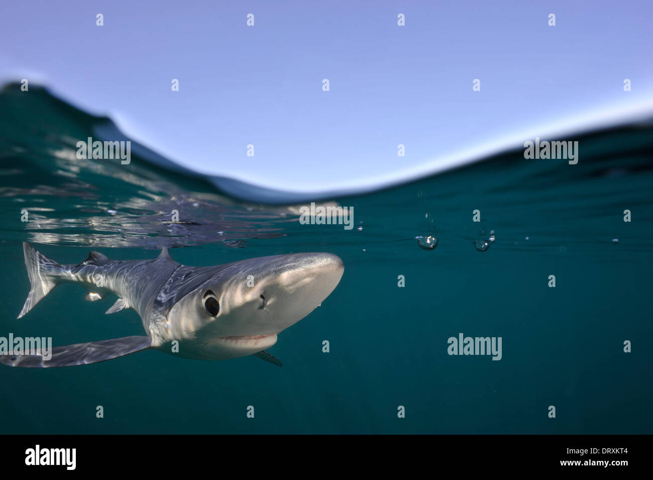 Epipelagic shark hi-res stock photography and images - Alamy