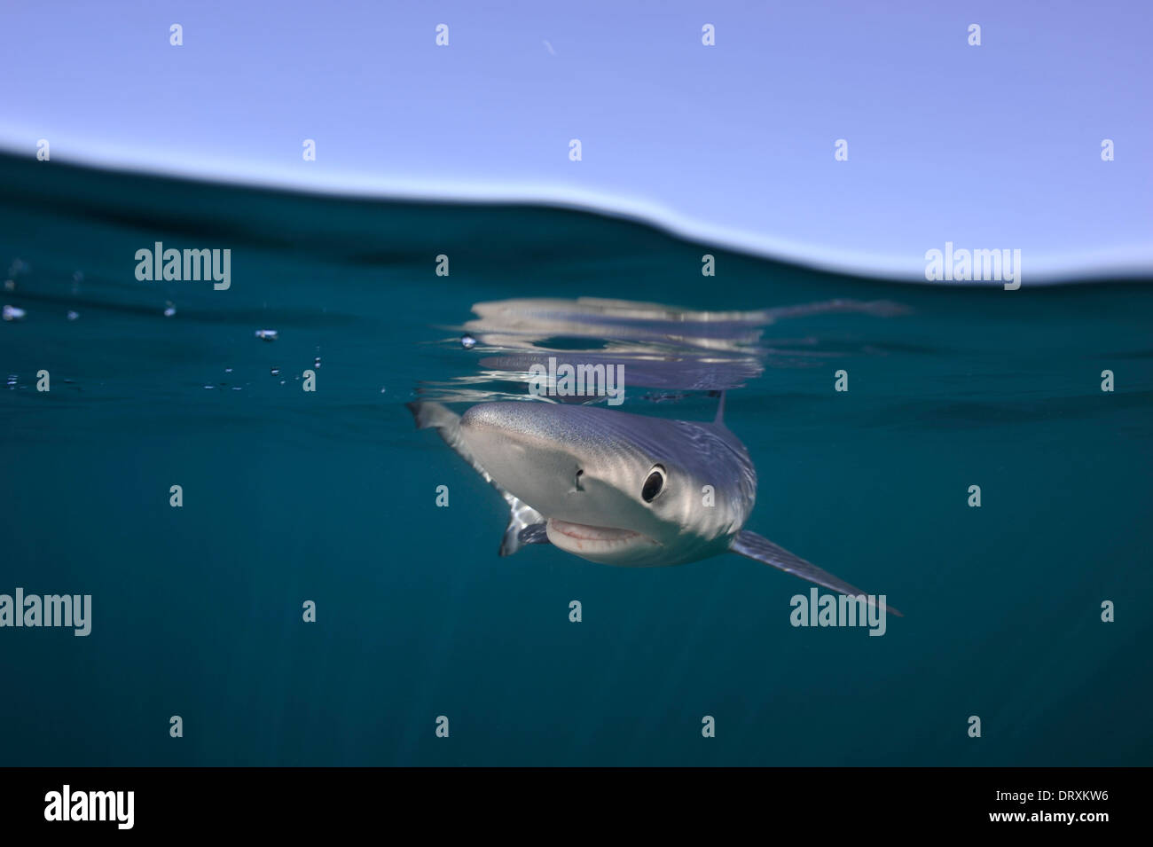 Epipelagic shark hi-res stock photography and images - Alamy