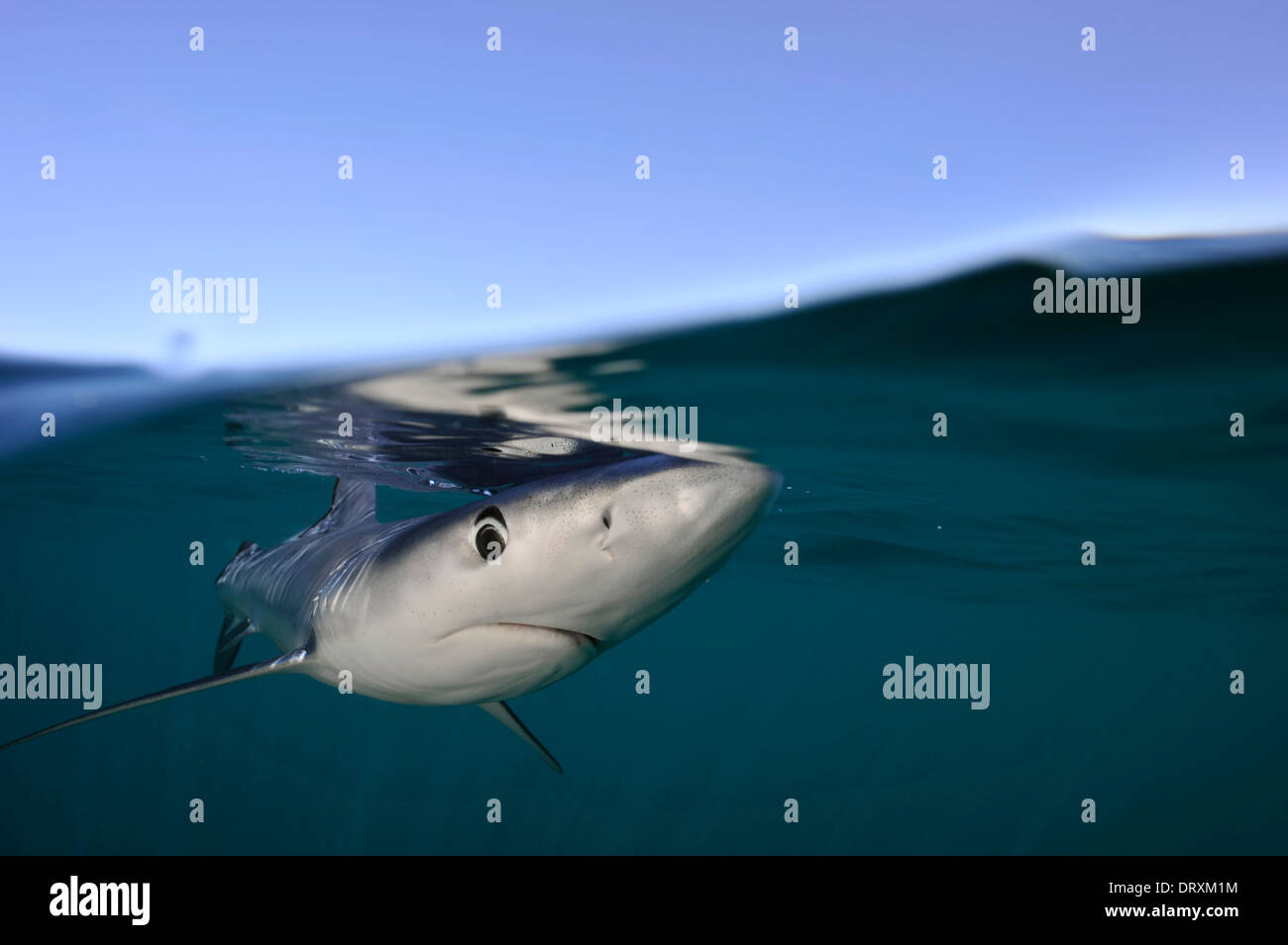 Blue shark cornwall hi-res stock photography and images - Alamy
