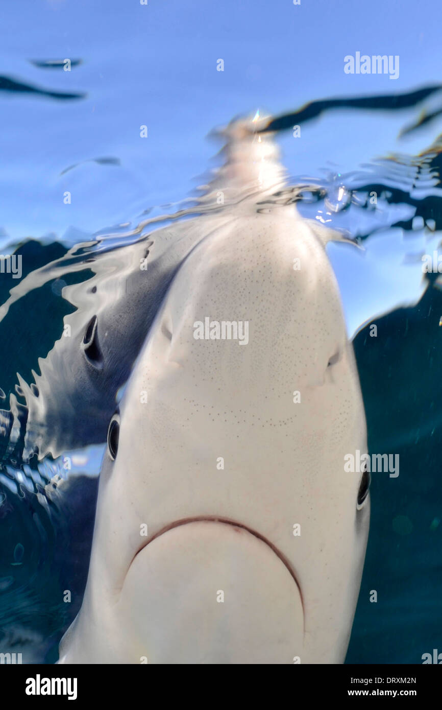 Epipelagic shark hi-res stock photography and images - Alamy