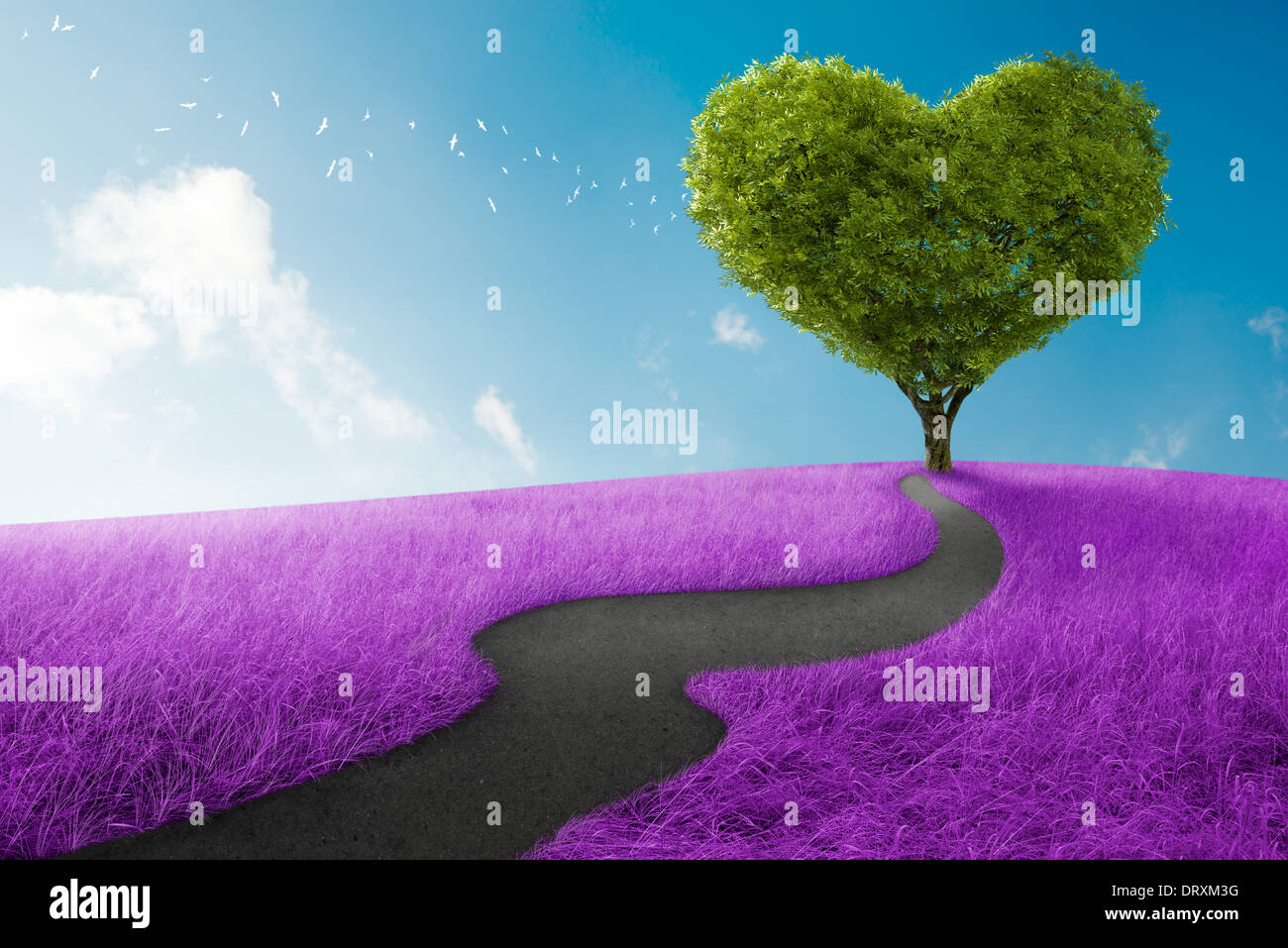 Heart shape tree in lavender meadow for love symbol Stock Photo - Alamy