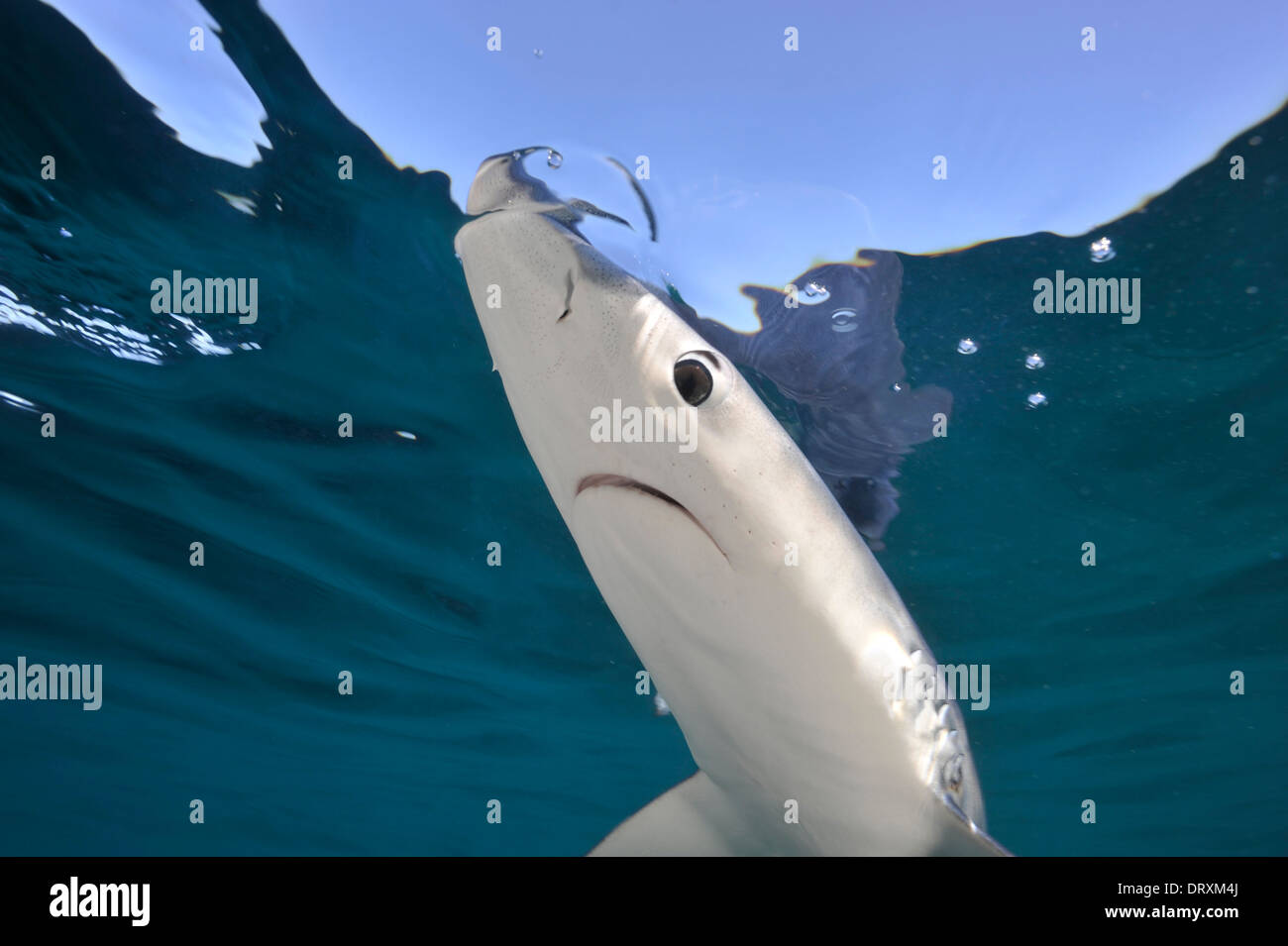 Epipelagic shark hi-res stock photography and images - Alamy