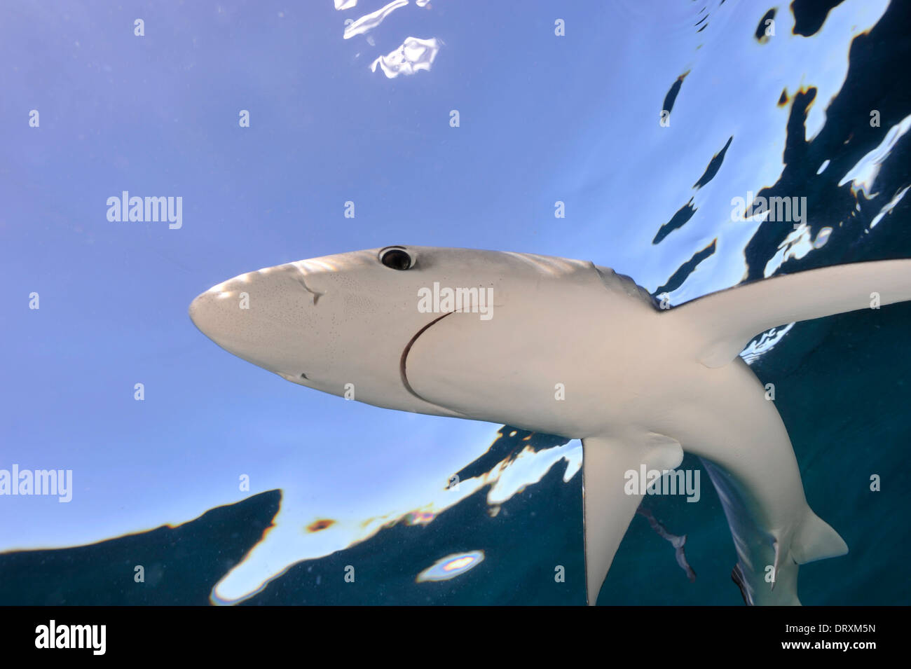 Epipelagic fish hi-res stock photography and images - Alamy