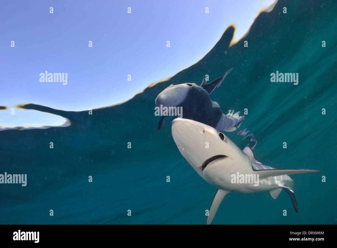 Epipelagic shark hi-res stock photography and images - Alamy