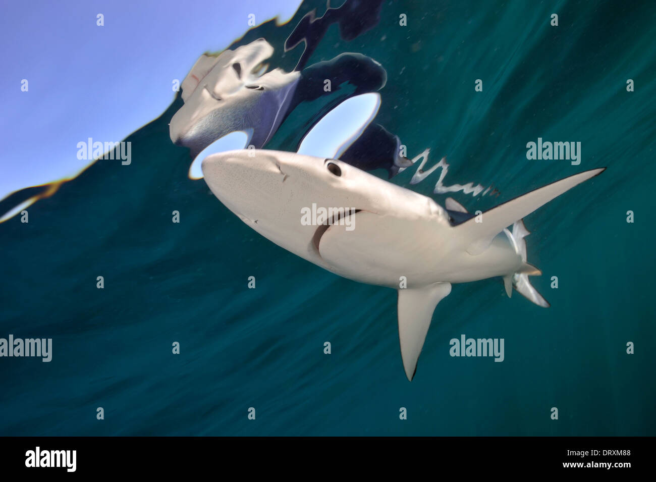 Epipelagic shark hi-res stock photography and images - Alamy