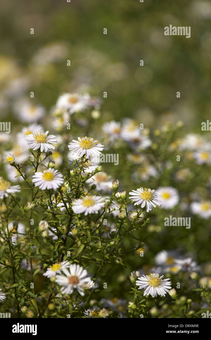 Closeup dasies hi-res stock photography and images - Alamy