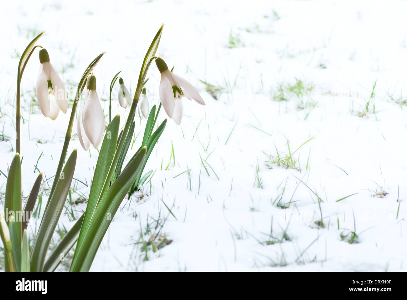 Selective focus shot snow hi-res stock photography and images - Alamy