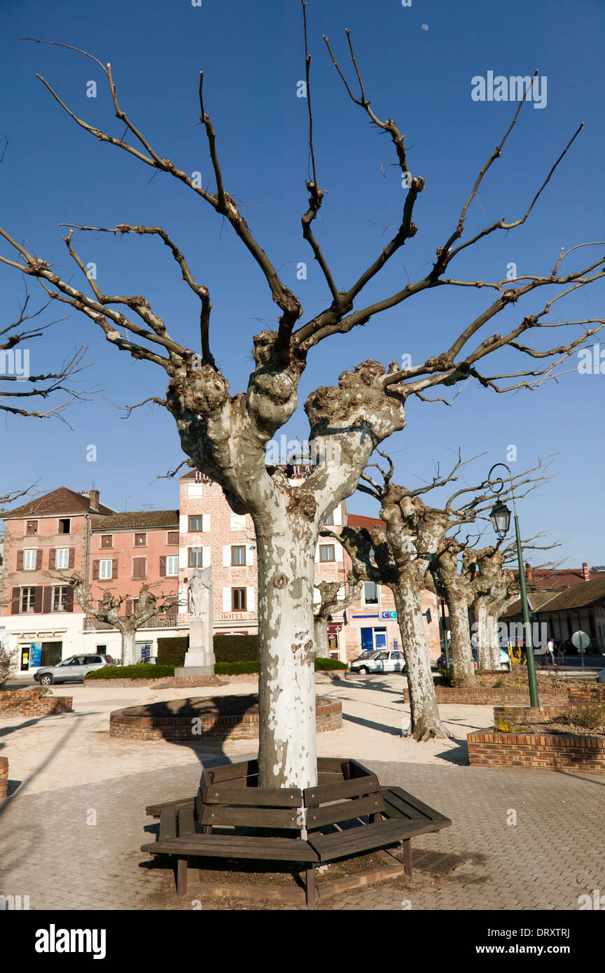 Pruning of pollarded hi-res stock photography and images - Alamy