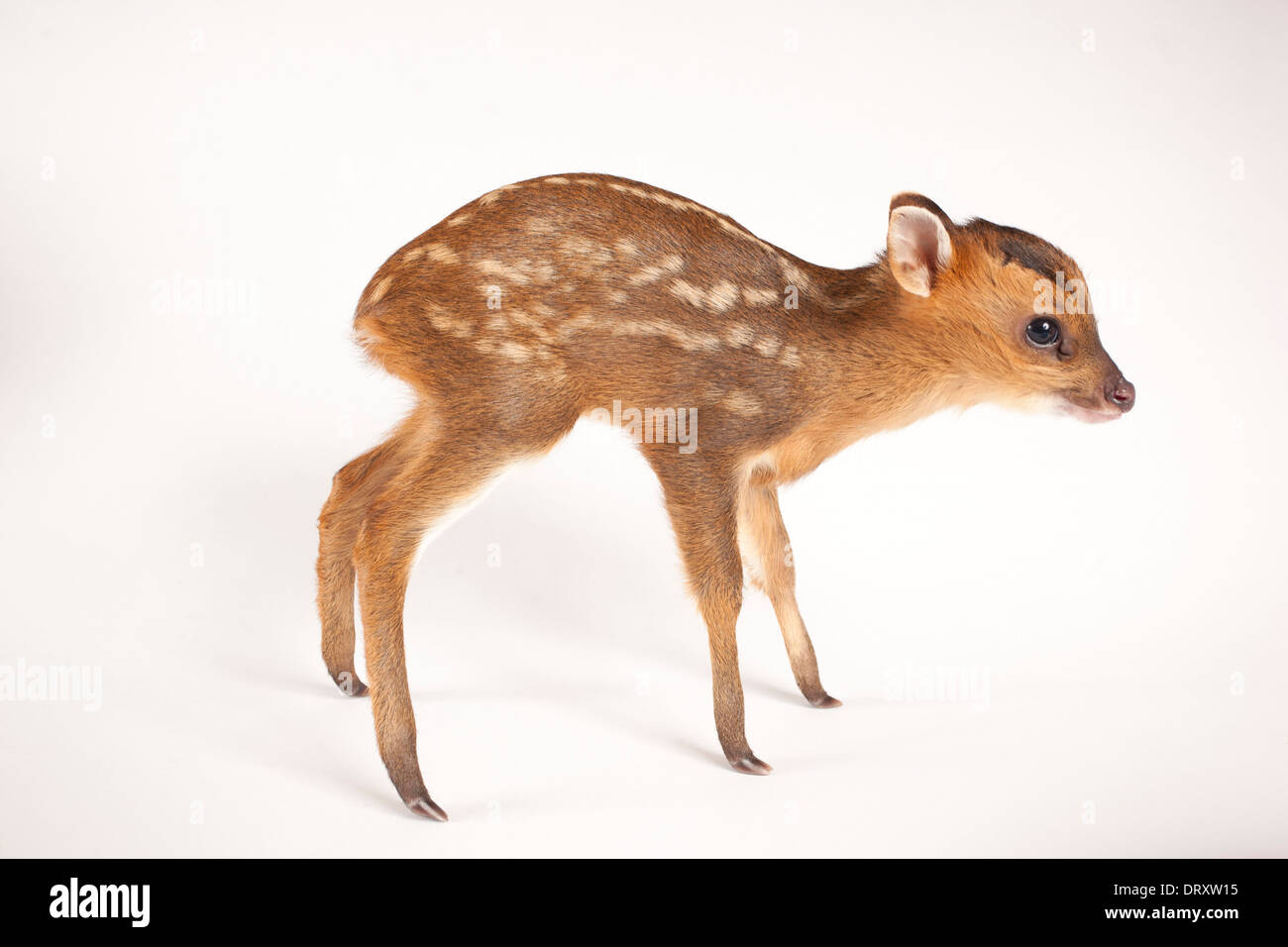 Juvenile muntjac deer muntiacus reevesi hi-res stock photography and ...