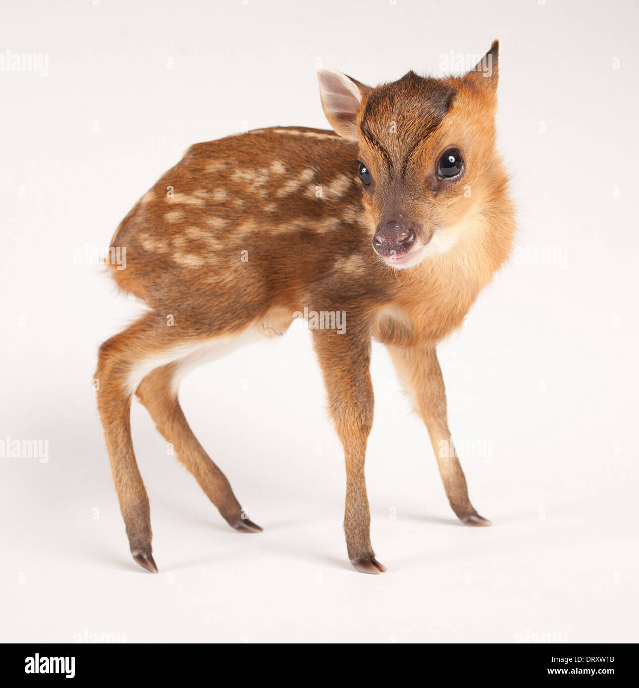 Muntjac