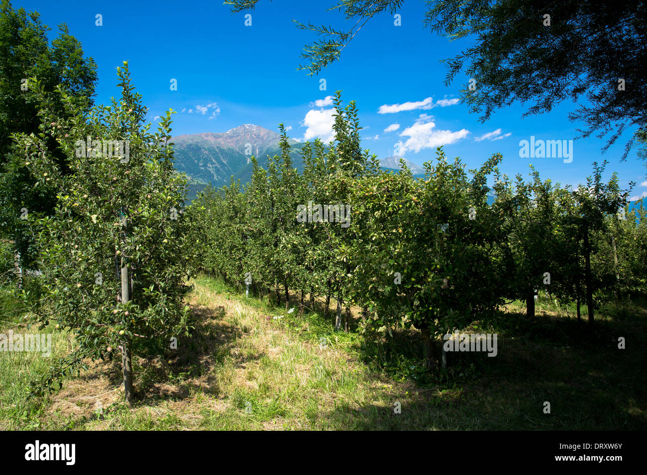 Cultivation Of Apples In Italy High Resolution Stock Photography and ...