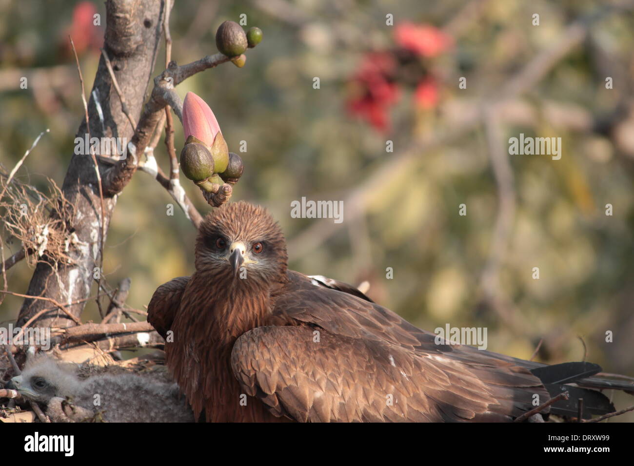 Indian baaz hi-res stock photography and images - Alamy