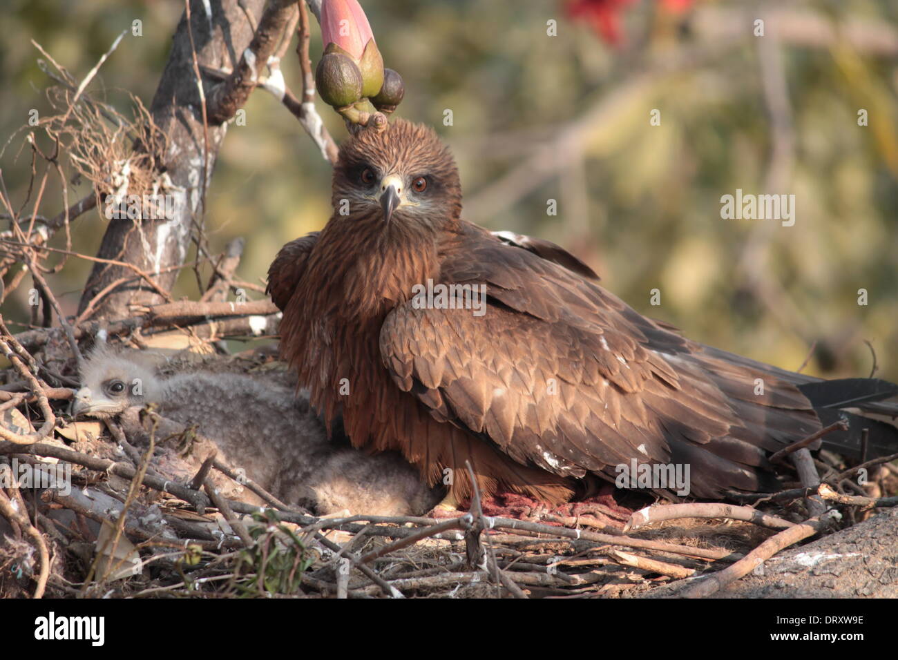 Indian baaz hi-res stock photography and images - Alamy