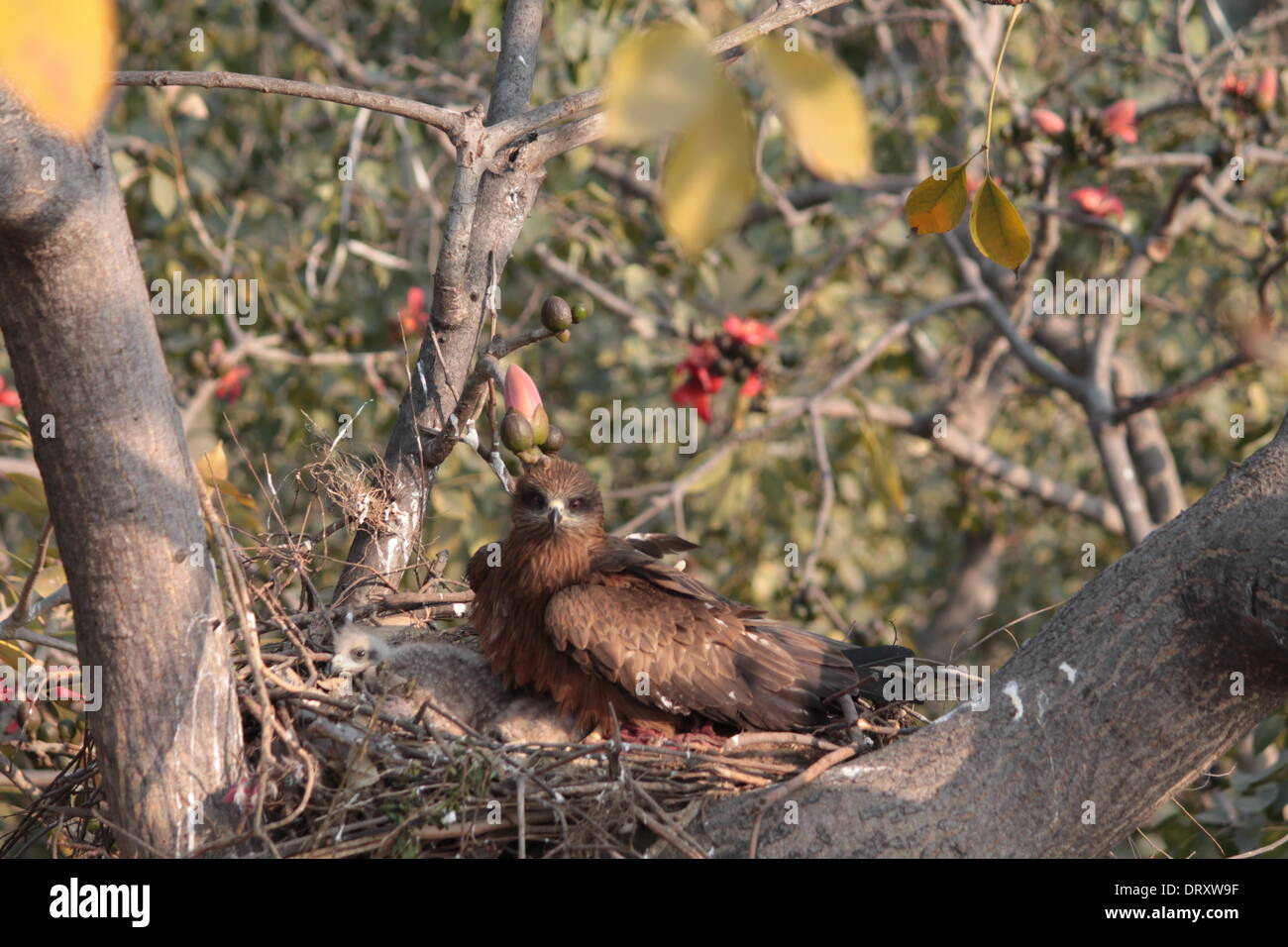 Indian baaz hi-res stock photography and images - Alamy
