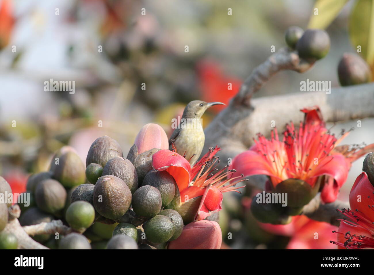 Panduk bird hi-res stock photography and images - Alamy