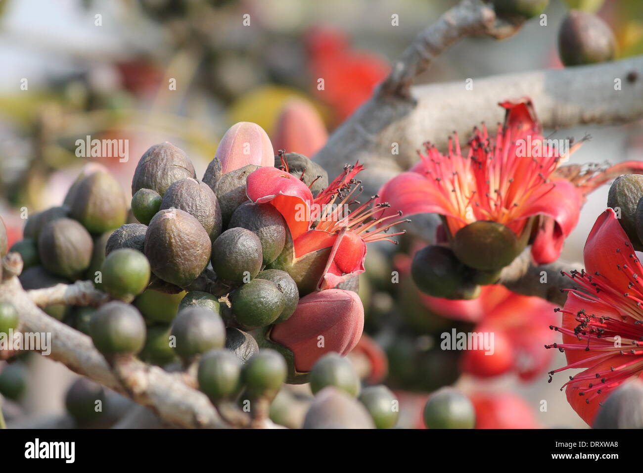 Panduk bird hi-res stock photography and images - Alamy