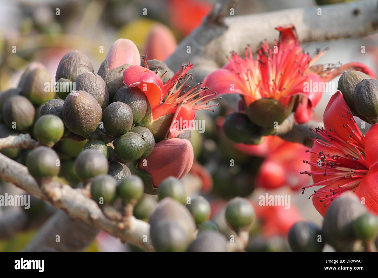 Panduk hi-res stock photography and images - Alamy