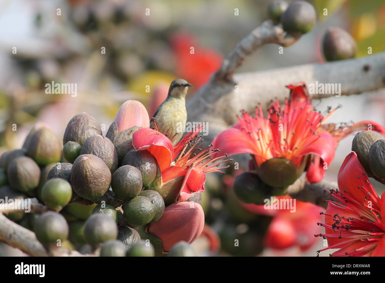 Panduk bird hi-res stock photography and images - Alamy