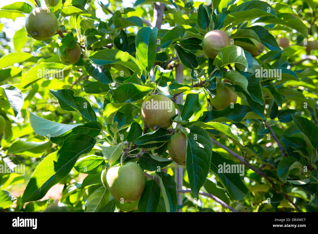 Apple orchard in Northern Italy at Val Vonosta, Vinschgau Stock Photo ...