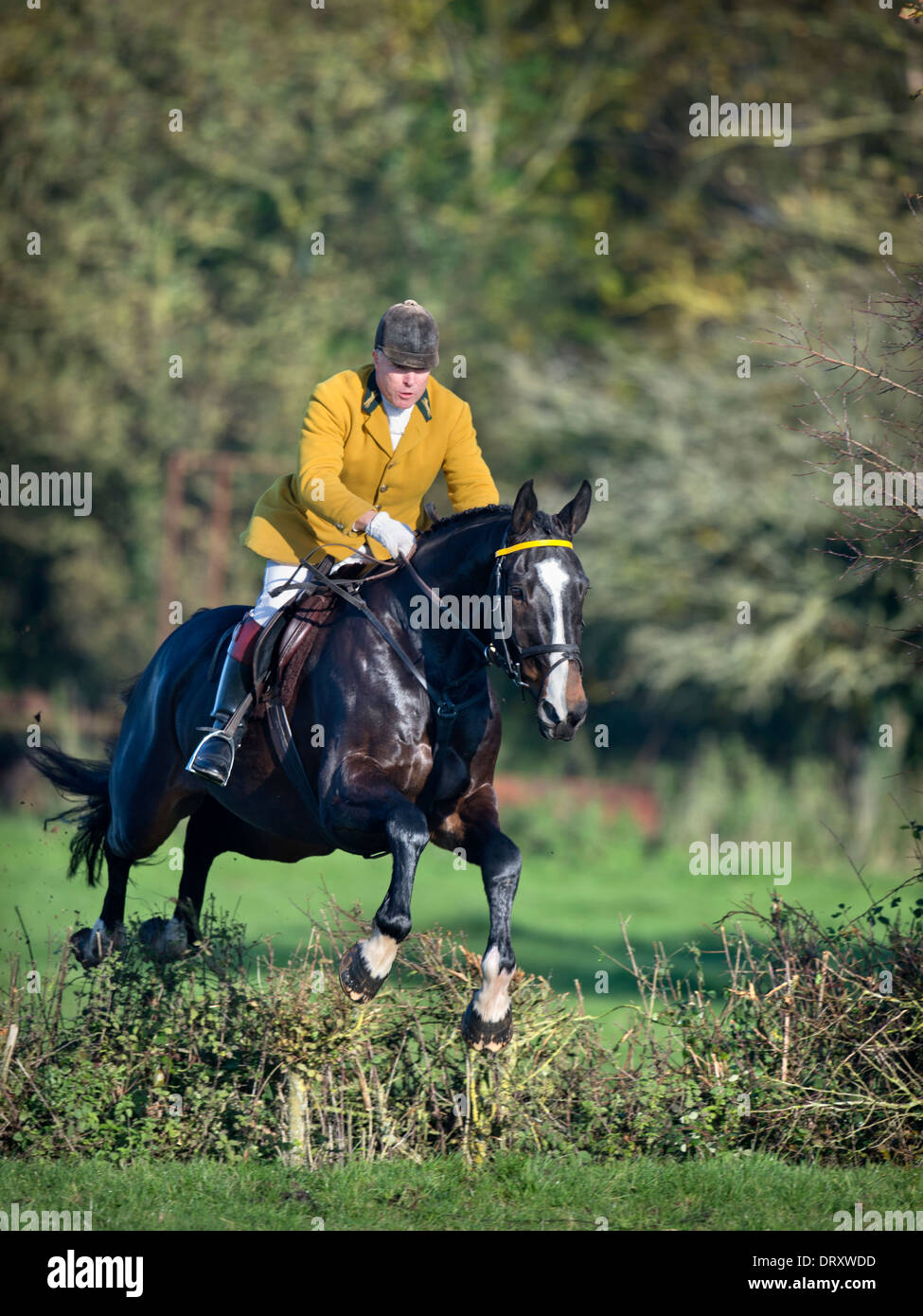Foxhounds Jumping High Resolution Stock Photography and Images - Alamy